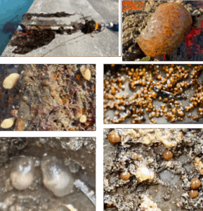 波動式湧昇ポンプ | NPO ESCOT：value-creating non-profit organization